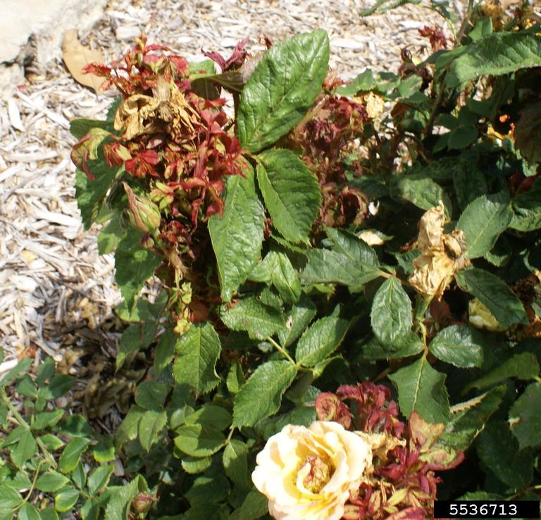 Rose Rosette Disease - www.henricomg.org