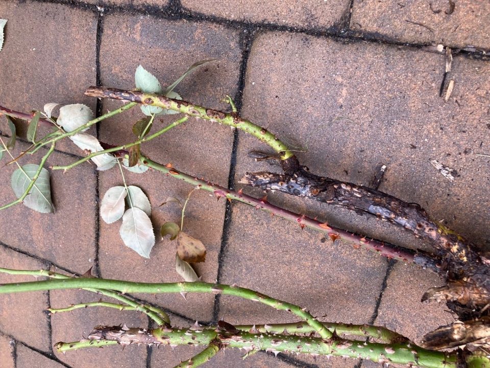 Rose Rosette Disease - www.henricomg.org